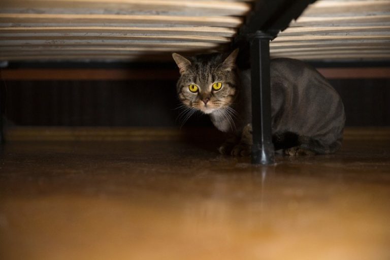 Why Does My Cat Sleep Under My Bed? 9 Vet-Reviewed Causes | Hepper Pet ...