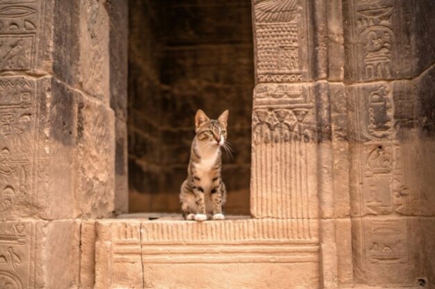 Did Cleopatra Have a Cat? The Interesting Answer | Hepper Pet Resources