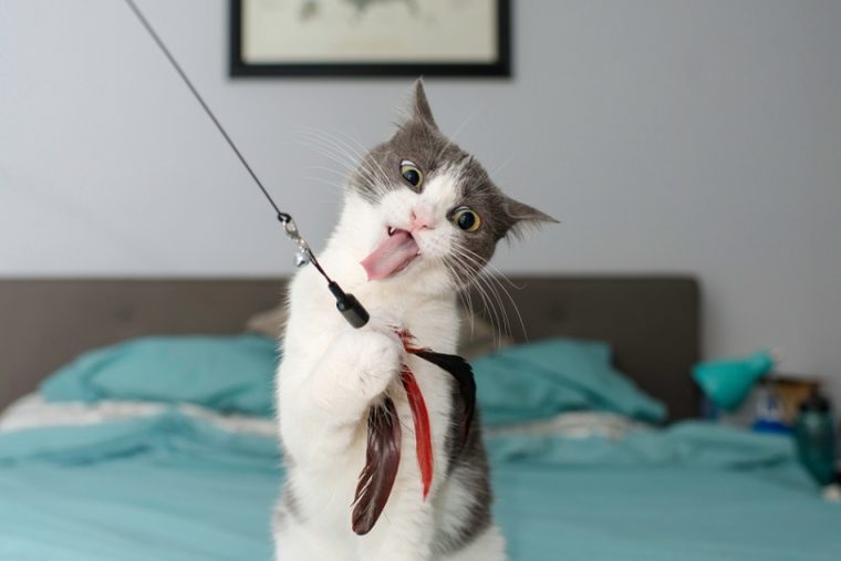7 Types of Cat Toys (And How to Play with Each of Them!) | Hepper Pet ...