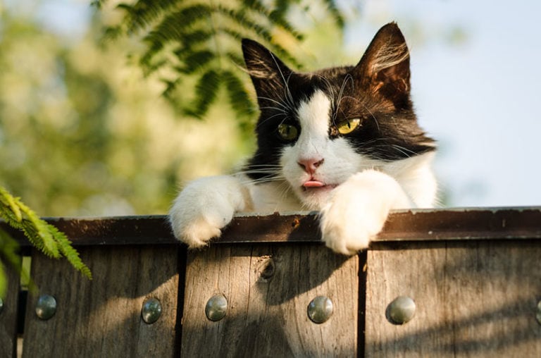 How to Cat-Proof a Fence – 14 Possible Ways | Hepper Pet Resources