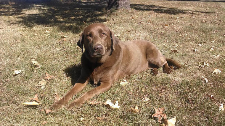 Chocolate Labrador Retriever: Info, Pictures, Traits, & Facts | Hepper ...