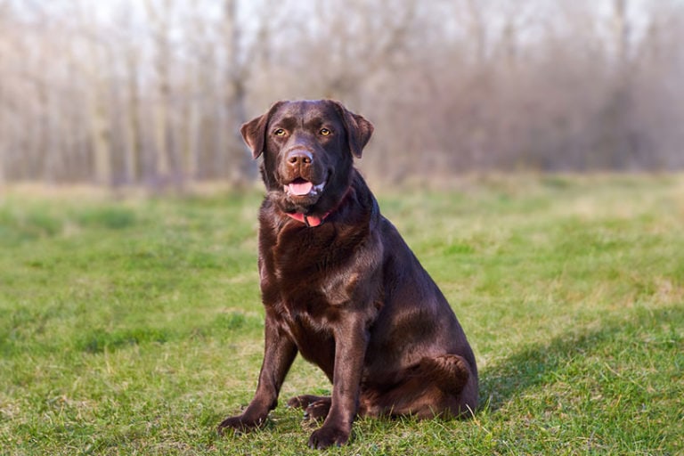How Long Do Labrador Retrievers Live? Average Lifespan, Data & Care | Hepper Pet Resources