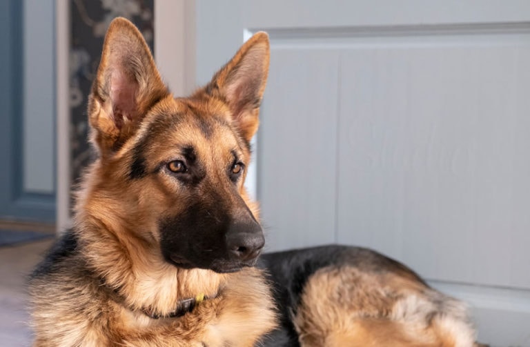 How Long Is a German Shepherd Pregnant: Vet-Reviewed Gestation Facts ...