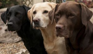20 Interesting & Unusual Labrador Facts | Hepper Pet Resources