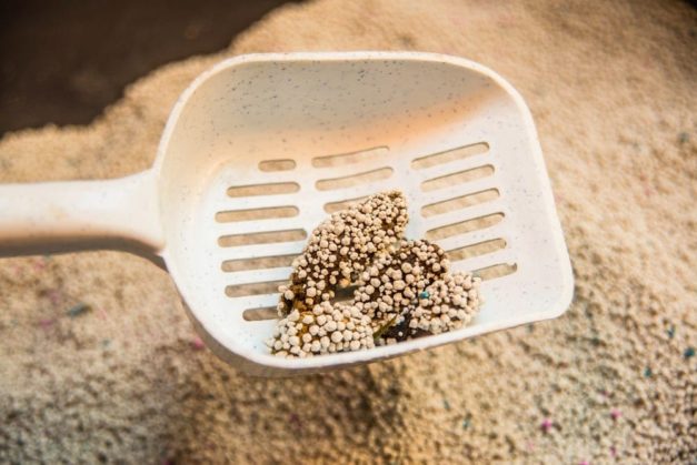 Pellet Litter vs. Clumping Litter: Which Is Better for My Cat? | Hepper ...
