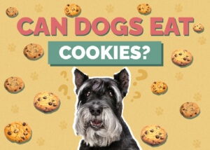 Can Dogs Eat Cookies? Vet-Approved Nutrition Facts & Info | Hepper Pet ...