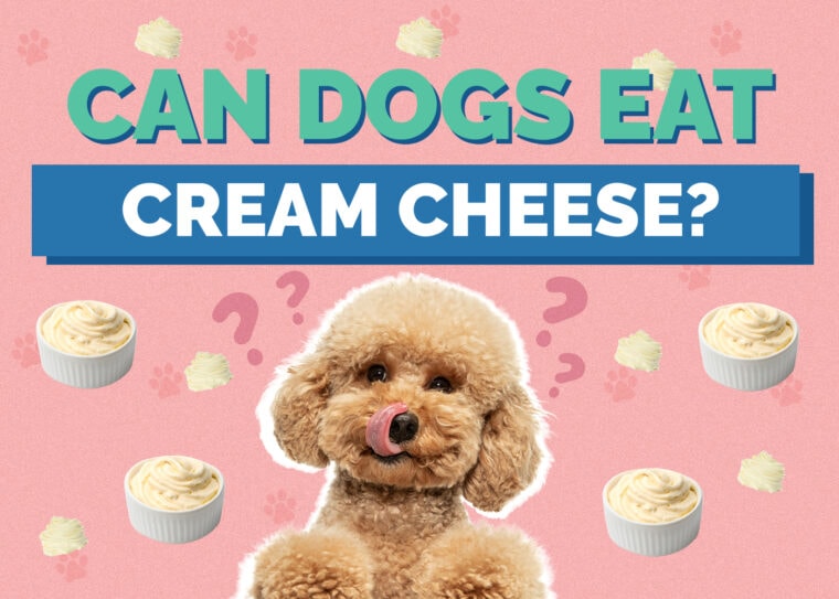 Can Dogs Eat Cottage Cheese? Vet Approved Nutrition Facts & Safety ...