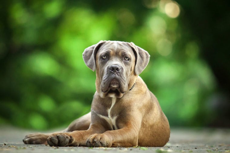 How Big Do Cane Corsos Get? With Growth and Weight Chart | Hepper Pet ...