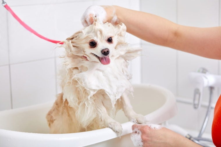 Why Do Dogs Hate Baths? 5 Possible Reasons & Helpful Tips | Hepper Pet ...