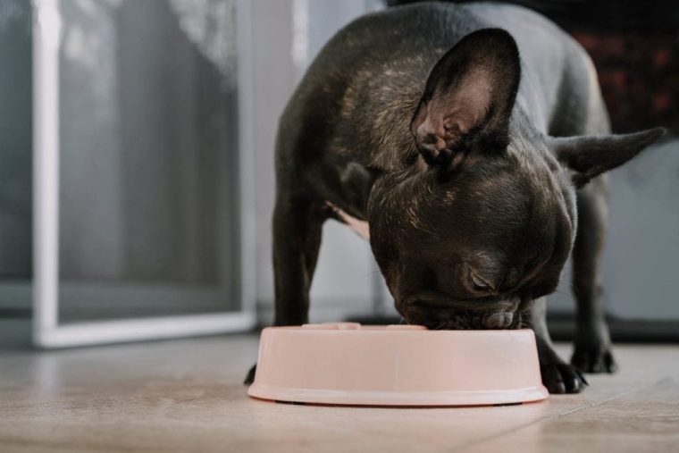 10 Ingredients to Avoid in Dog Food: Vet-Approved Facts & FAQ | Hepper ...