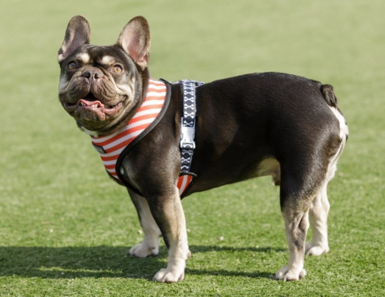 How Long Do French Bulldogs Live? Average Lifespan, Data & Care ...