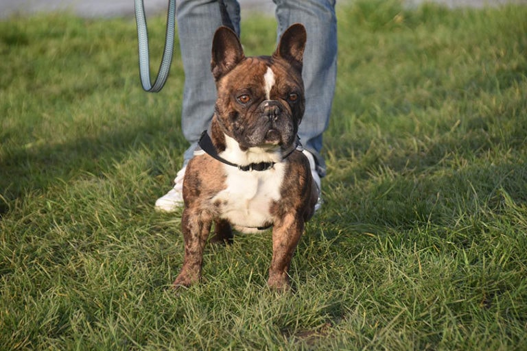 Brachycephalic Dogs and Flying: Is It Dangerous for Them? (Vet-Approved ...