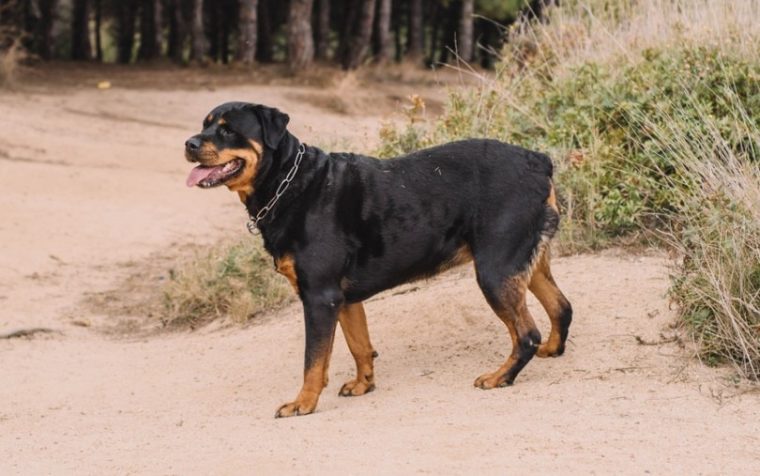 20 German Dog Breeds (with Info & Pictures) | Hepper Pet Resources