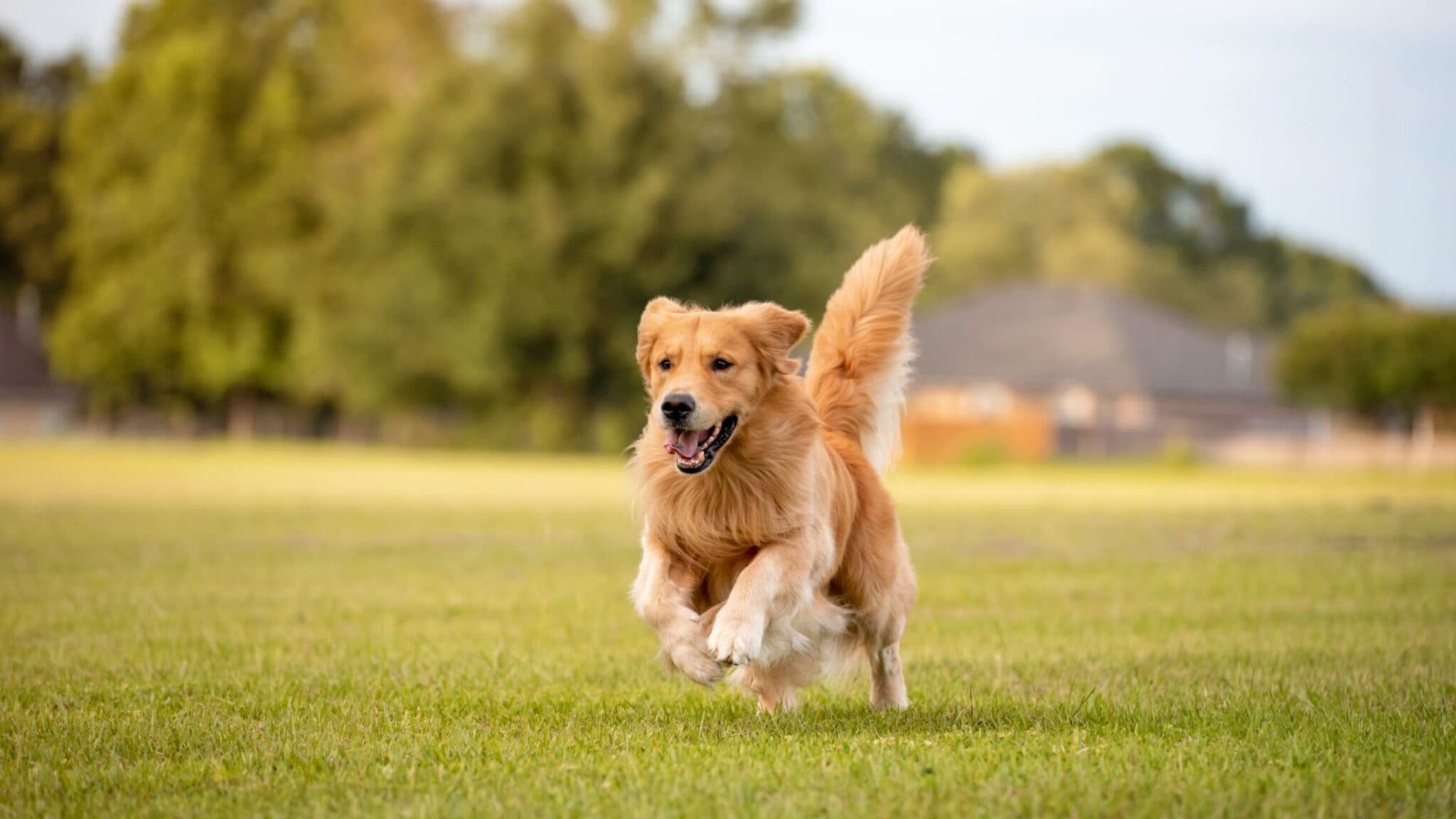 11 Best Duck Hunting Dog Breeds (With Info & Pictures) | Hepper Pet ...