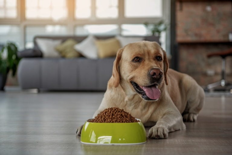 How to Measure Dog Food Portions Accurately: Vet-Approved Dog Feeding ...