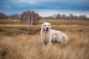 Long-haired Labrador: Info, Pictures, Traits & Facts | Hepper Pet Resources