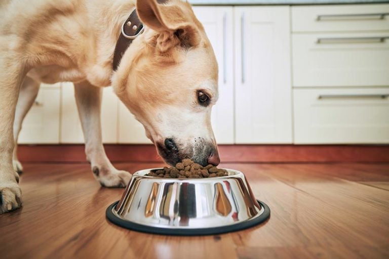 Why Does My Dog Push His Food With His Nose? 8 Possible Reasons ...