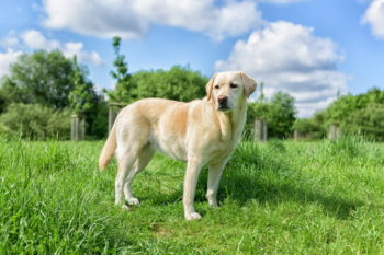 20 Interesting & Unusual Labrador Facts | Hepper Pet Resources