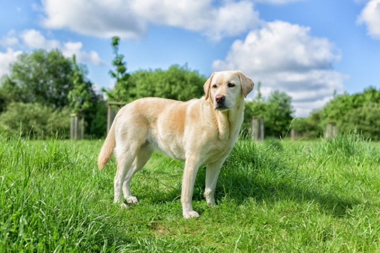 How Long Do Labrador Retrievers Live? Average Lifespan, Data & Care | Hepper Pet Resources