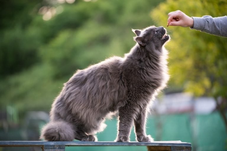 How to Pick Up a Cat: Vet Approved Step-by-Step Guide, Handling Tips ...