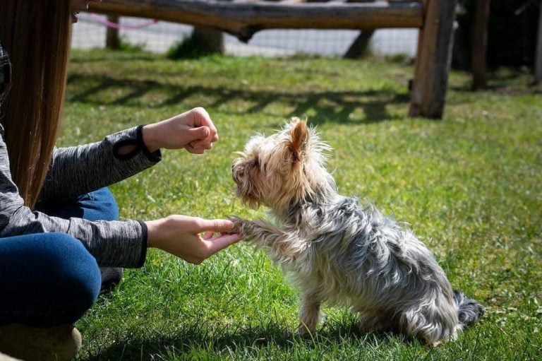 How to Teach a Dog to Sit Pretty in 5 Simple Steps | Hepper Pet Resources