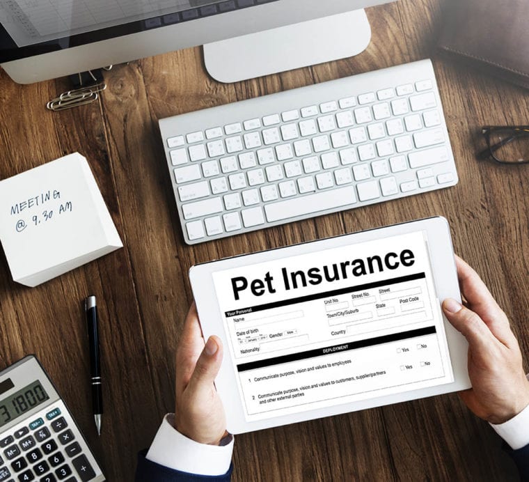 10 Best Pet Insurance Providers in New Mexico - 2026 Reviews | Hepper ...