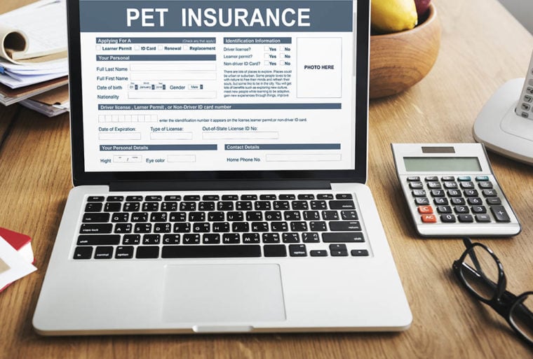 How Much Does Healthy Paws Pet Insurance Cost? (2025 Update) | Hepper Pet Resources