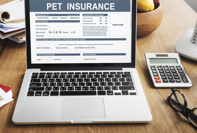 10 Best Pet Insurance Providers in New Mexico - 2026 Reviews | Hepper ...