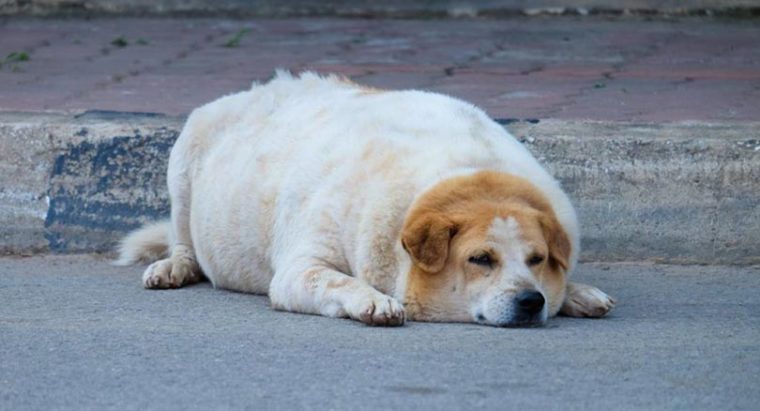 Green Discharge From a Pregnant Dog: Signs, Causes & Care (Vet Answer ...