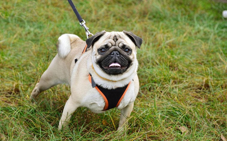 24 Incredible Pug Facts You'll Love to Learn | Hepper Pet Resources