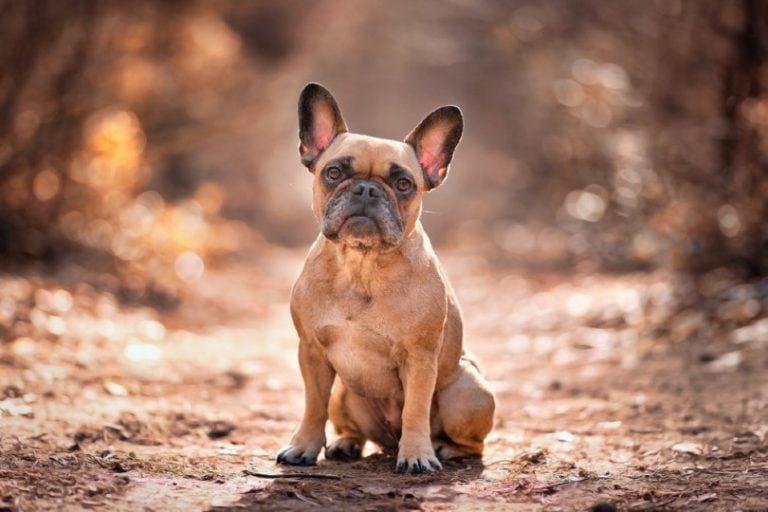 11 Bully Dog Breeds: Info, Pictures, Facts & History | Hepper Pet Resources
