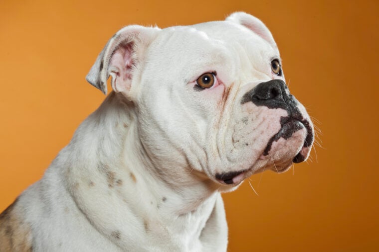 When Is Bulldogs Are Beautiful Day 2026? Facts & How to Celebrate It ...