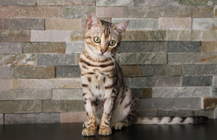 How Much Does a Bengal Cat Cost? 2026 Price Guide | Hepper Pet Resources