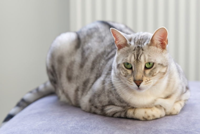 Silver Bengal Cat: Facts, Pictures, Origin & History | Hepper Pet Resources