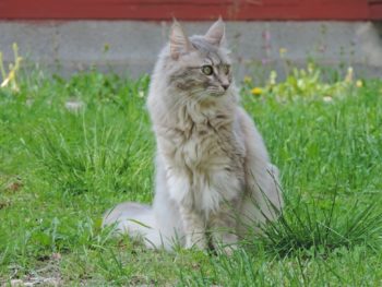 15 Beautiful Turkish Angora Colors & Patterns (With Pictures) | Hepper ...