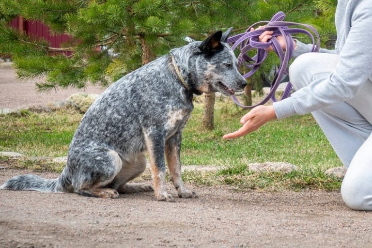 How to Teach Your Dog to Spin in 5 Simple Steps | Hepper Pet Resources