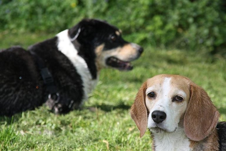How to Teach Your Dog to Play Nicely with Other Dogs in 10 Simple Steps ...
