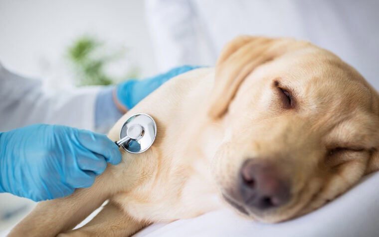 Can Dogs Get Stomach Viruses? What to Know About Gastroenteritis in ...