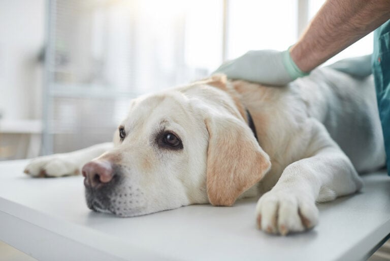 How Do Vets Put a Dog Down? Our Vet Explains the Humane but Difficult ...