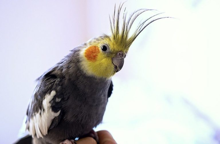 Grey Cockatiel: Facts, Origin & History (With Pictures) | Hepper Pet ...