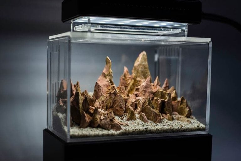 Black Ghost Knifefish: Care Guide, Behavior & FAQs | Hepper Pet Resources