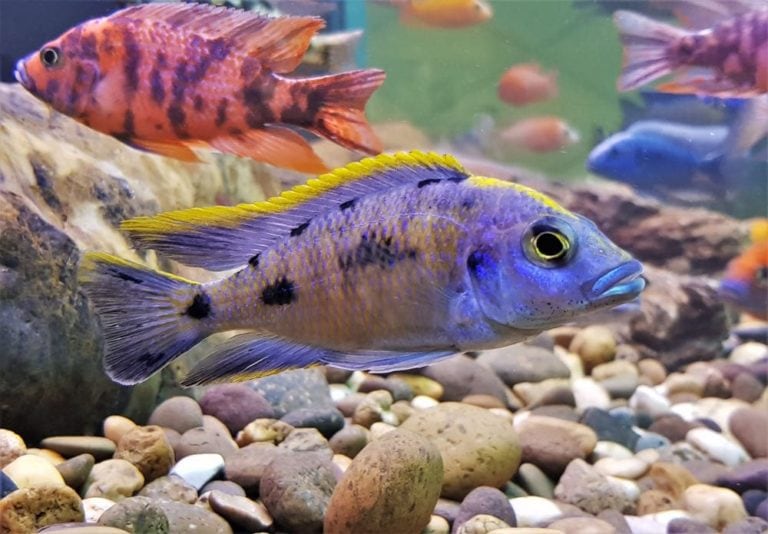 African Cichlid: Pictures, Size, Care, Tank Setup & More | Hepper Pet ...