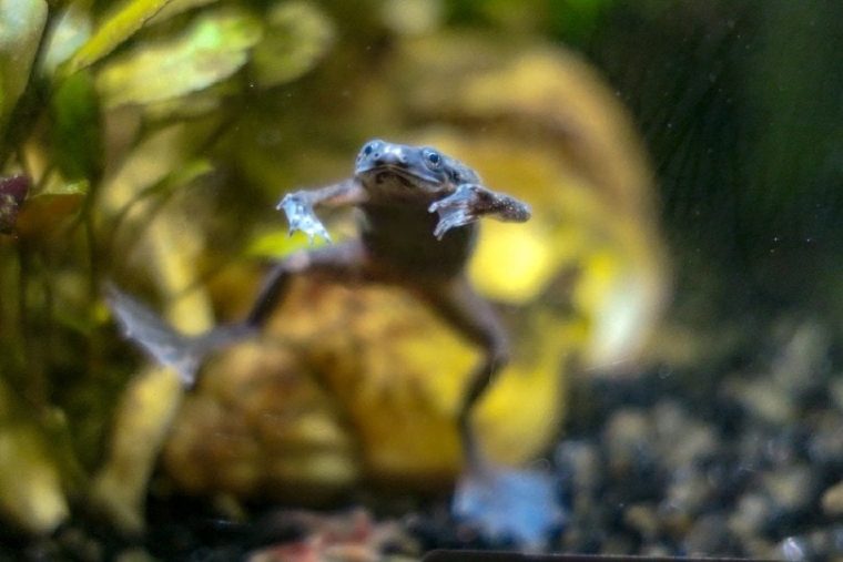 African Dwarf Frog: Vet-Approved Info, Pictures, Diet, Lifespan & Tank ...
