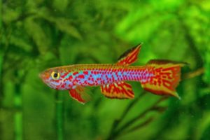 Killifish: Care Guide, Varieties, Pictures, Lifespan & Breeding ...