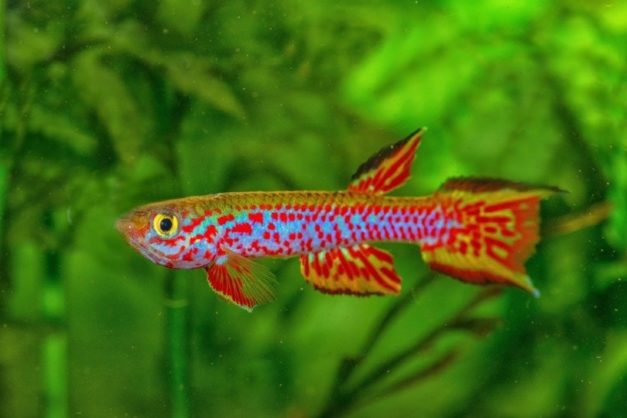 Killifish: Care Guide, Varieties, Pictures, Lifespan & Breeding ...