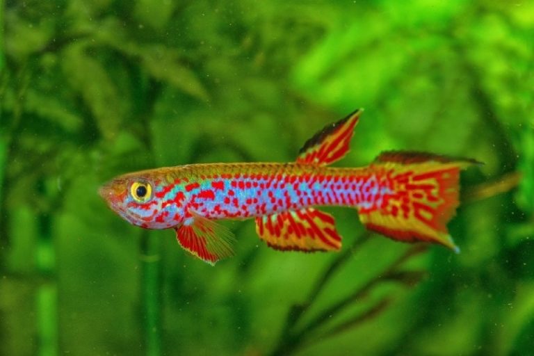 Killifish: Care Guide, Varieties, Pictures, Lifespan & Breeding ...