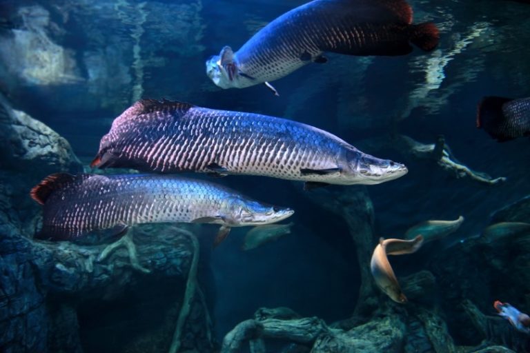 23 Most Expensive Aquarium Fish in the World (With Pictures) | Hepper ...