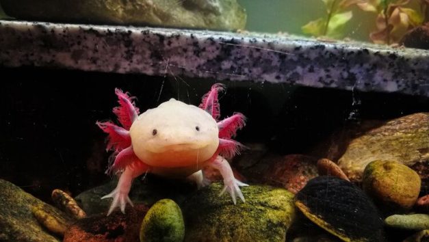 30 Great Cold Water Fish for Your Aquarium: No Heater Needed | Hepper ...