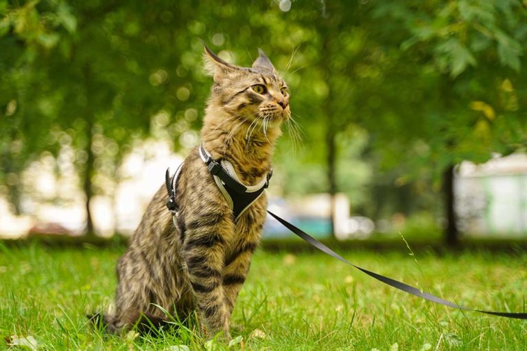 Can I Keep My Cat Indoors All the Time? Vet Approved Advice & Tips ...