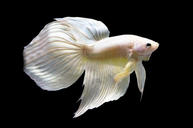25 Types of Betta Fish: Breeds, Patterns, Colors & Tails (With Info ...